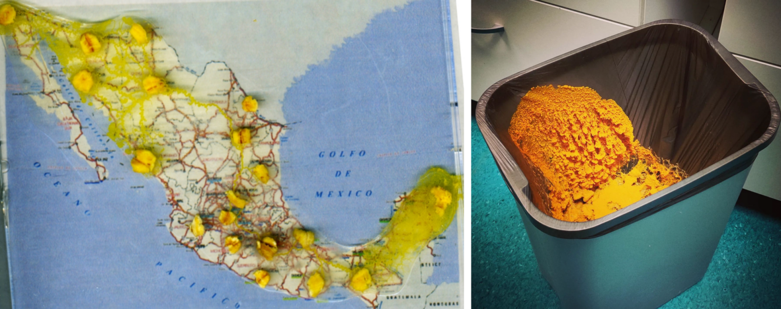 Slime Mold 101: Meet the Genius Without a Brain - The Biomimicry Institute