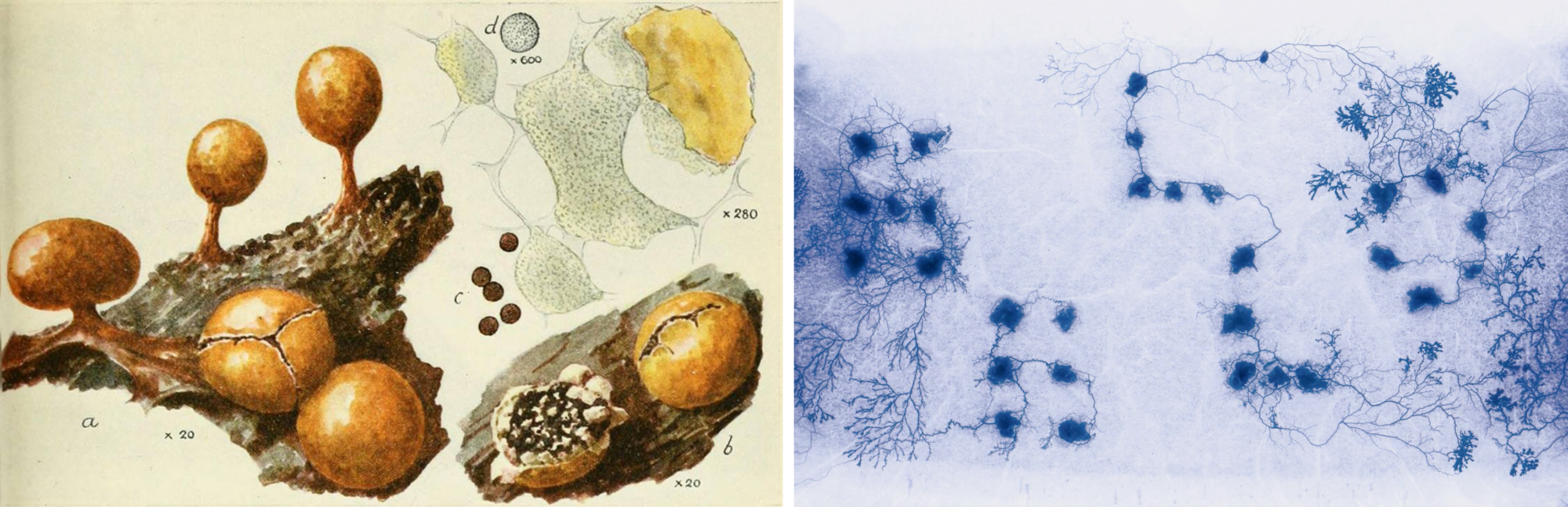 Slime Mold 101: Meet the Genius Without a Brain - The Biomimicry Institute