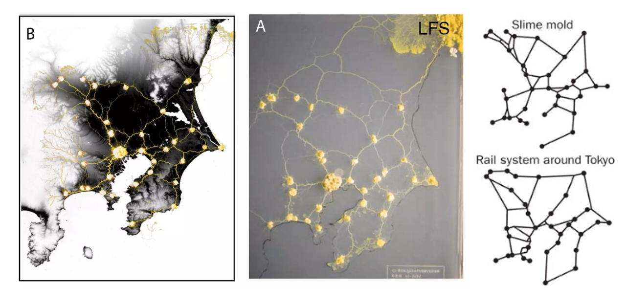 The Bizarre Genius of a Brainless Blob - The Biomimicry Institute