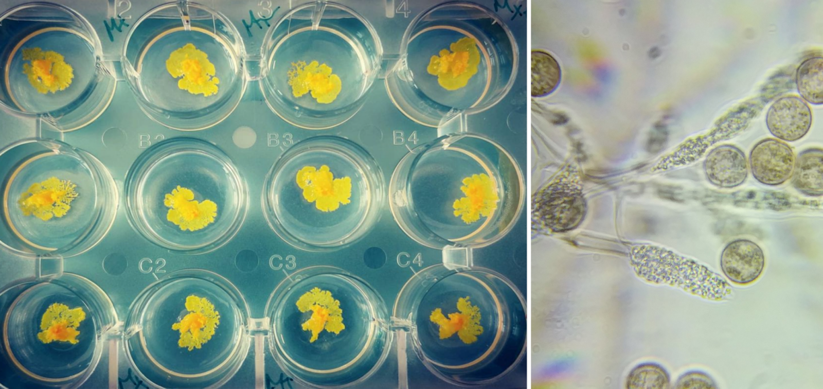 The Bizarre Genius of a Brainless Blob - The Biomimicry Institute