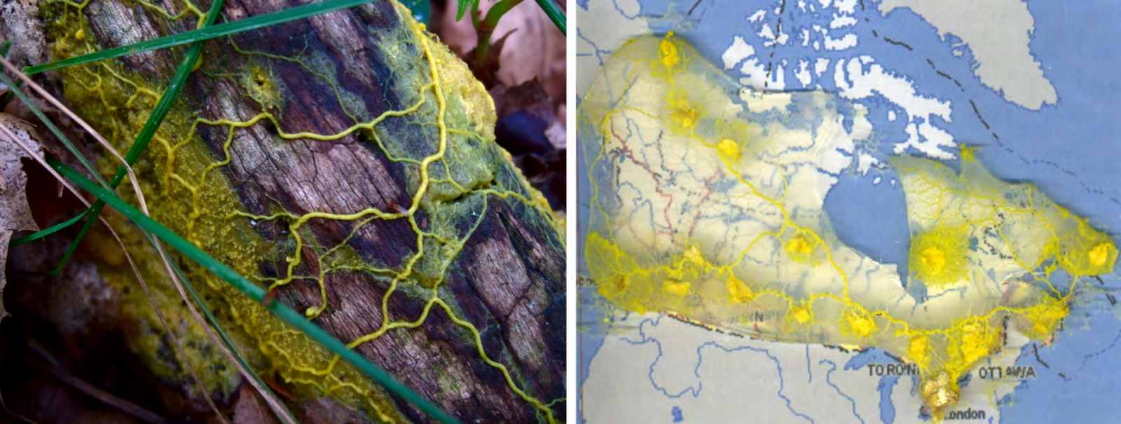 The Bizarre Genius of a Brainless Blob - The Biomimicry Institute The Bizarre Genius of a Brainless Blob - The Biomimicry Institute
