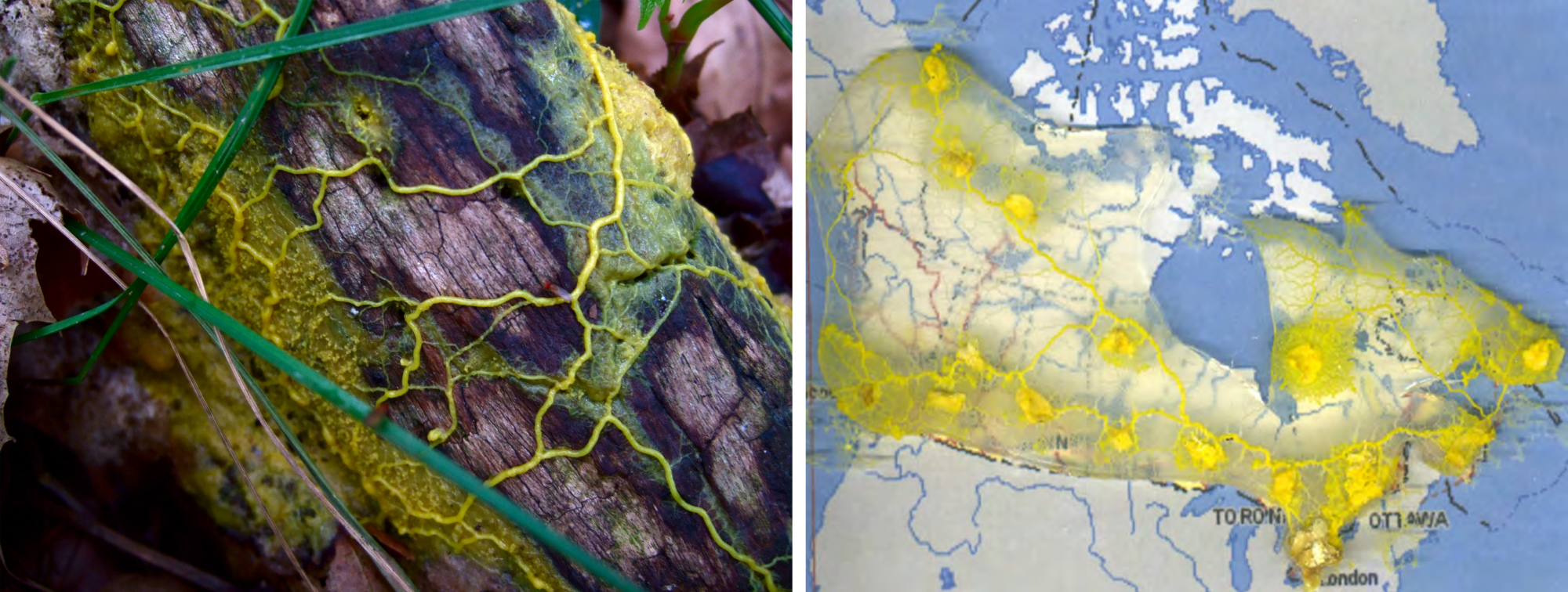 The Bizarre Genius of a Brainless Blob - The Biomimicry Institute