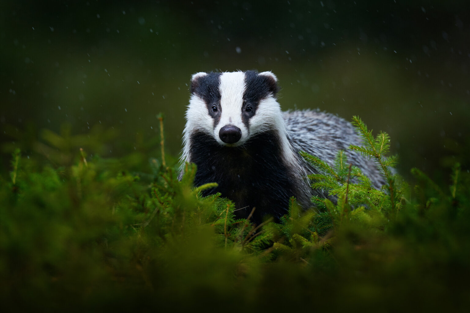 What is biomimicry - The Biomimicry Institute