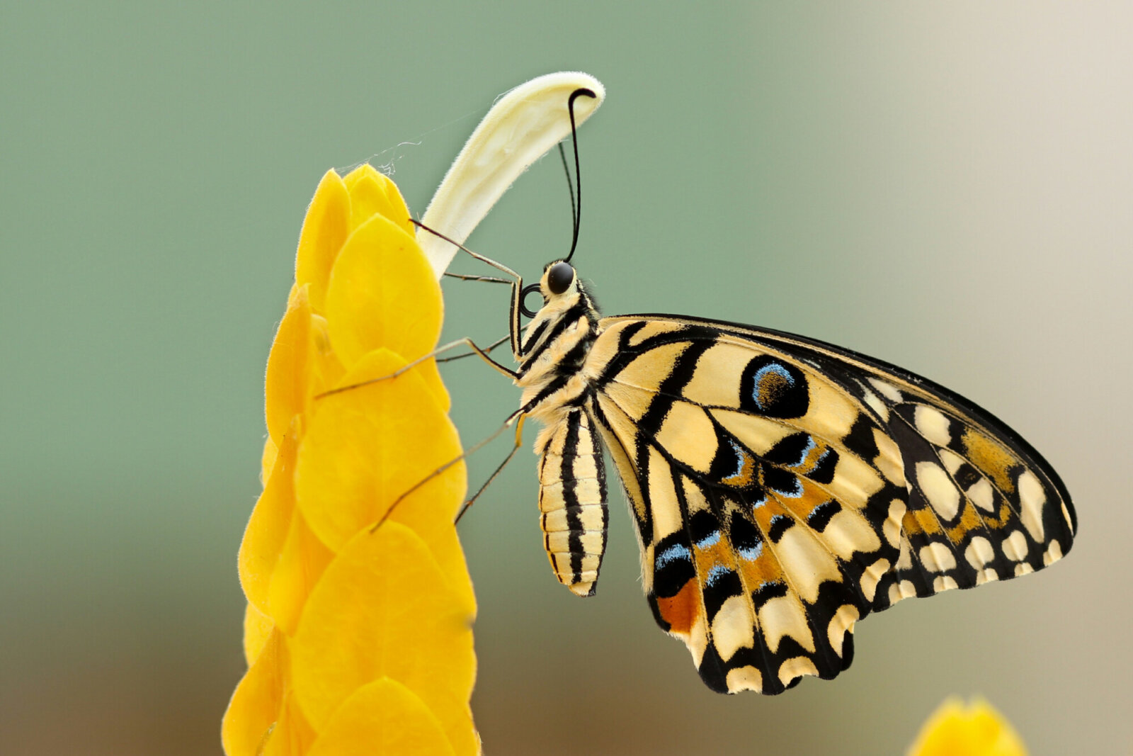 Home - The Biomimicry Institute