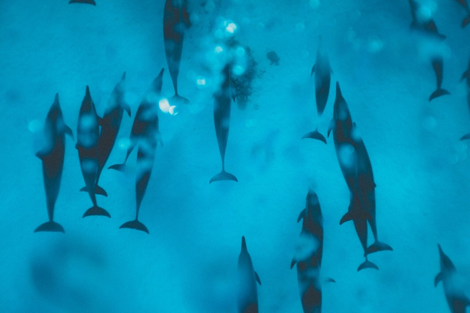 What is biomimicry - The Biomimicry Institute