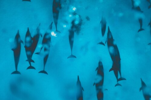 What is biomimicry - The Biomimicry Institute