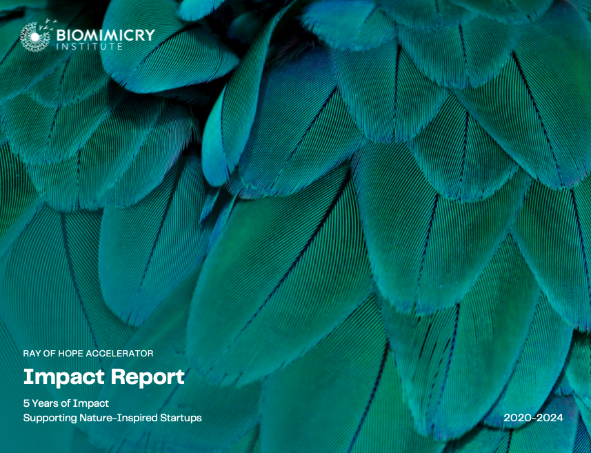 Biomimicry Institute Unveils New Report Highlighting Ray of Hope ...