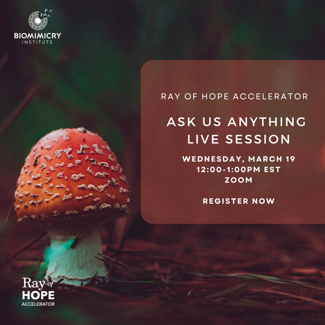 Ray of Hope Accelerator Ask Us Anything Live Session - The Biomimicry ...