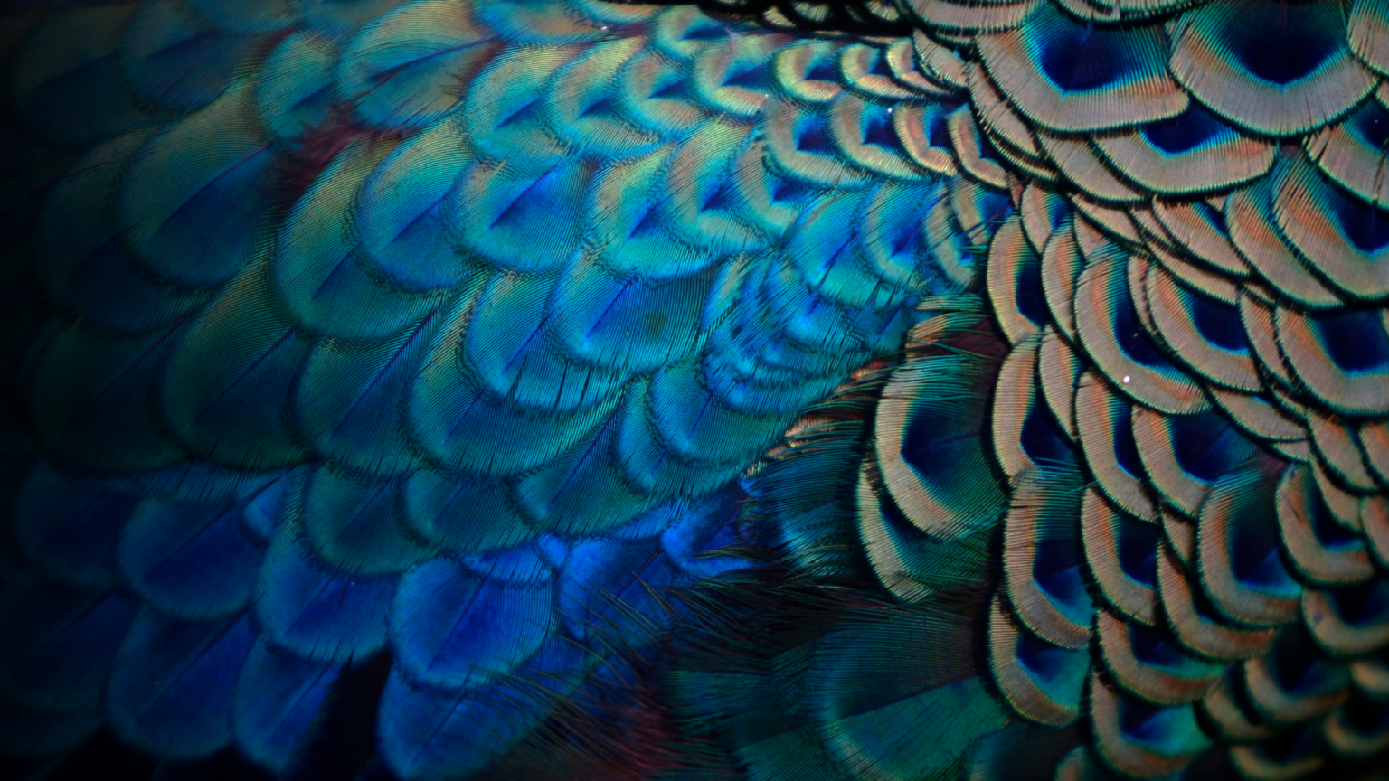 Nature of Fashion - The Biomimicry Institute