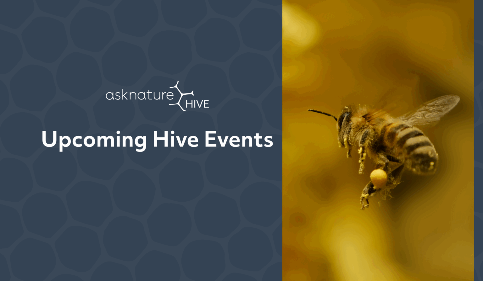 AskNature Hive: a global community - The Biomimicry Institute