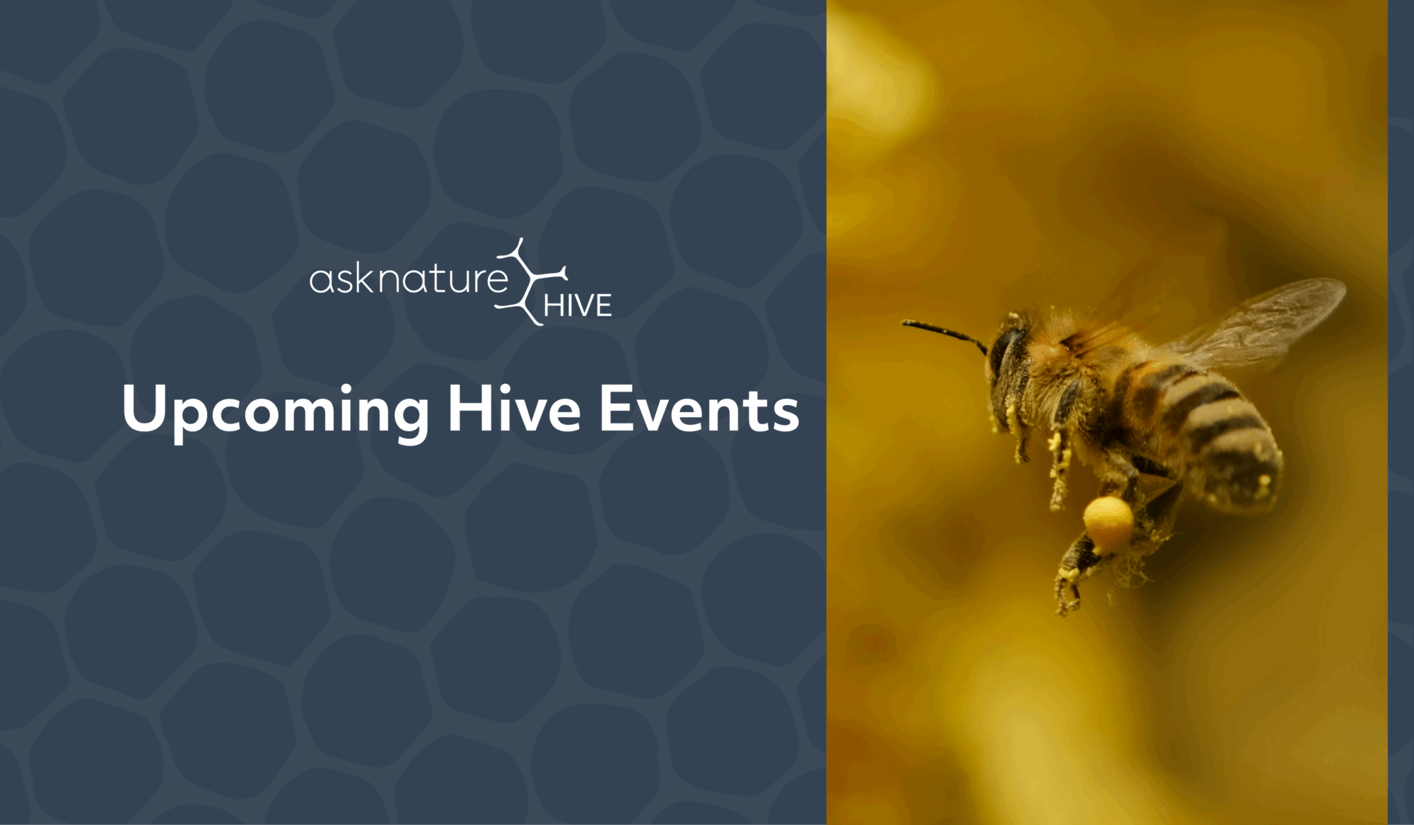 AskNature Hive Events - The Biomimicry Institute