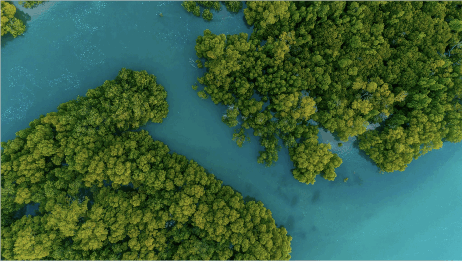 Biomimicry Institute Unveils AskNature Chat Feature and Advances 10 ...
