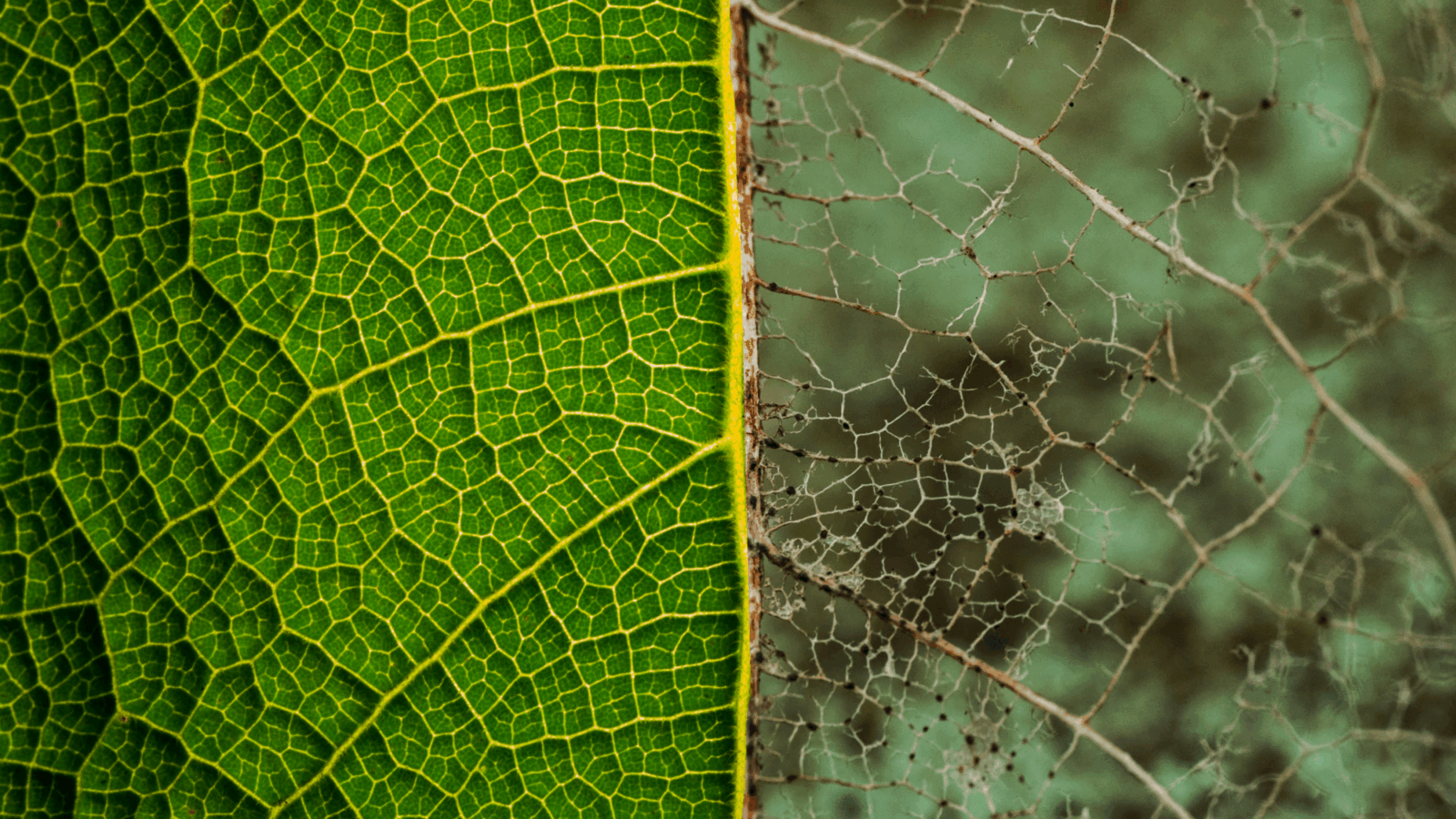 Nature of Fashion Pilot Projects - The Biomimicry Institute