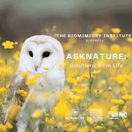 AskNature: Solutions from Life | NY Climate Week Event - The Biomimicry ...