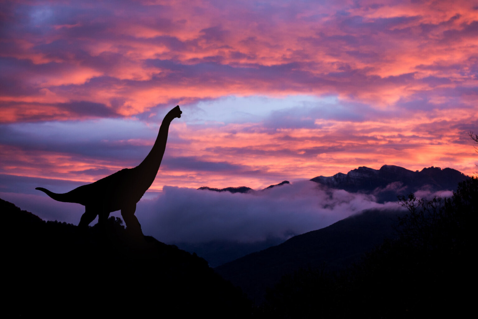 The Bizarre Genius of a Brainless Blob - The Biomimicry Institute