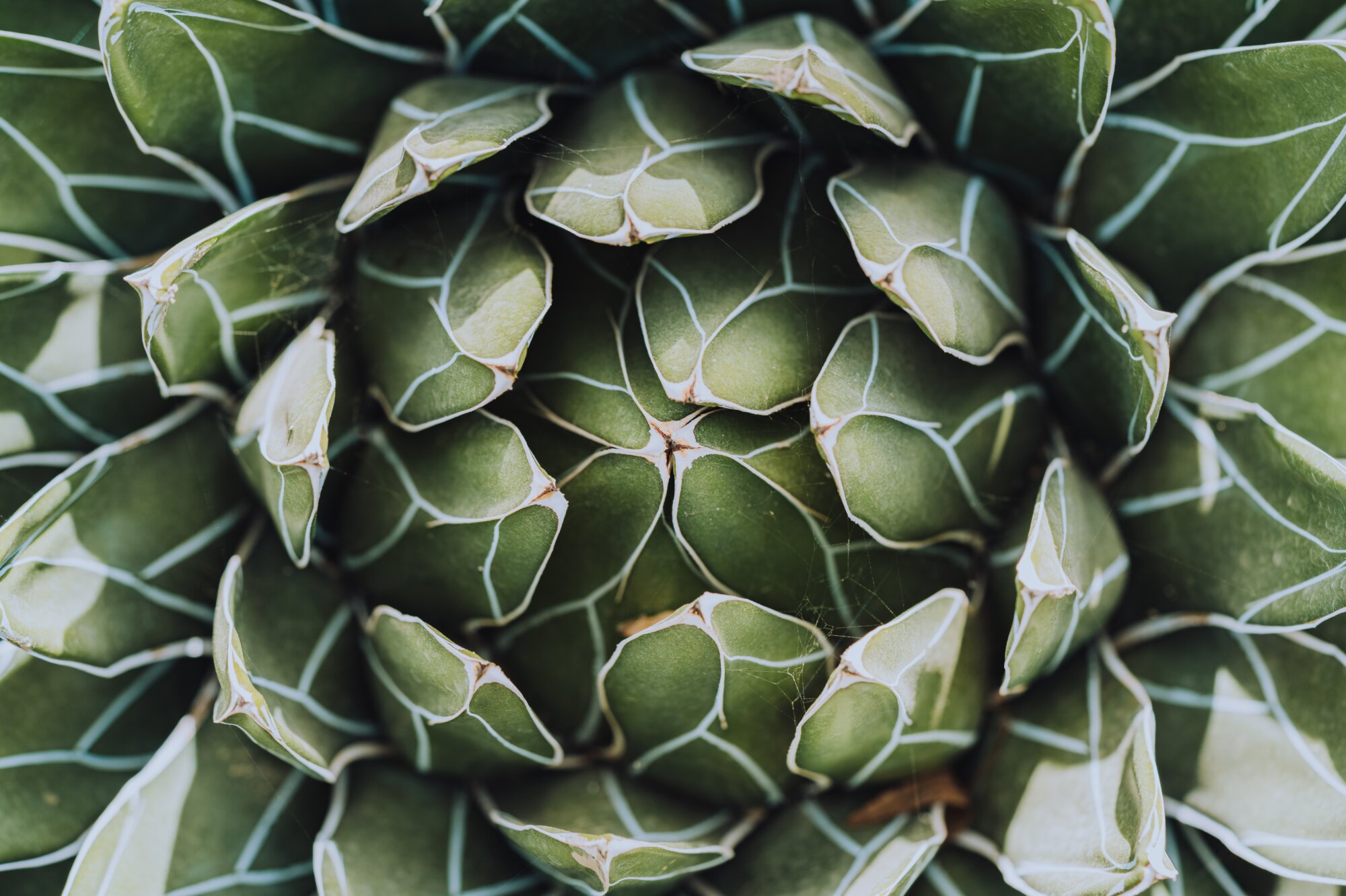 Biomimicry Institute Unveils AskNature Chat Feature and Advances 10-Year Vision at Climate Week ...