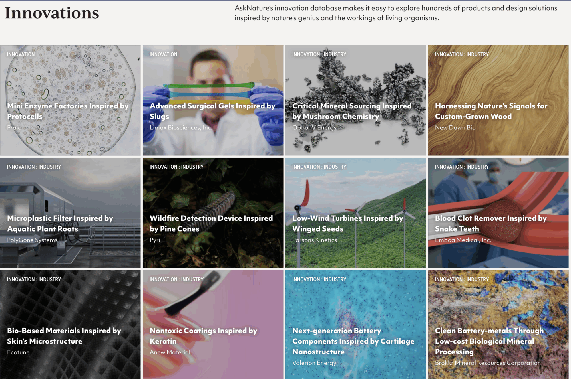 Ray of Hope Gallery 2025: Ten Nature-Inspired Innovations Now Live on ...