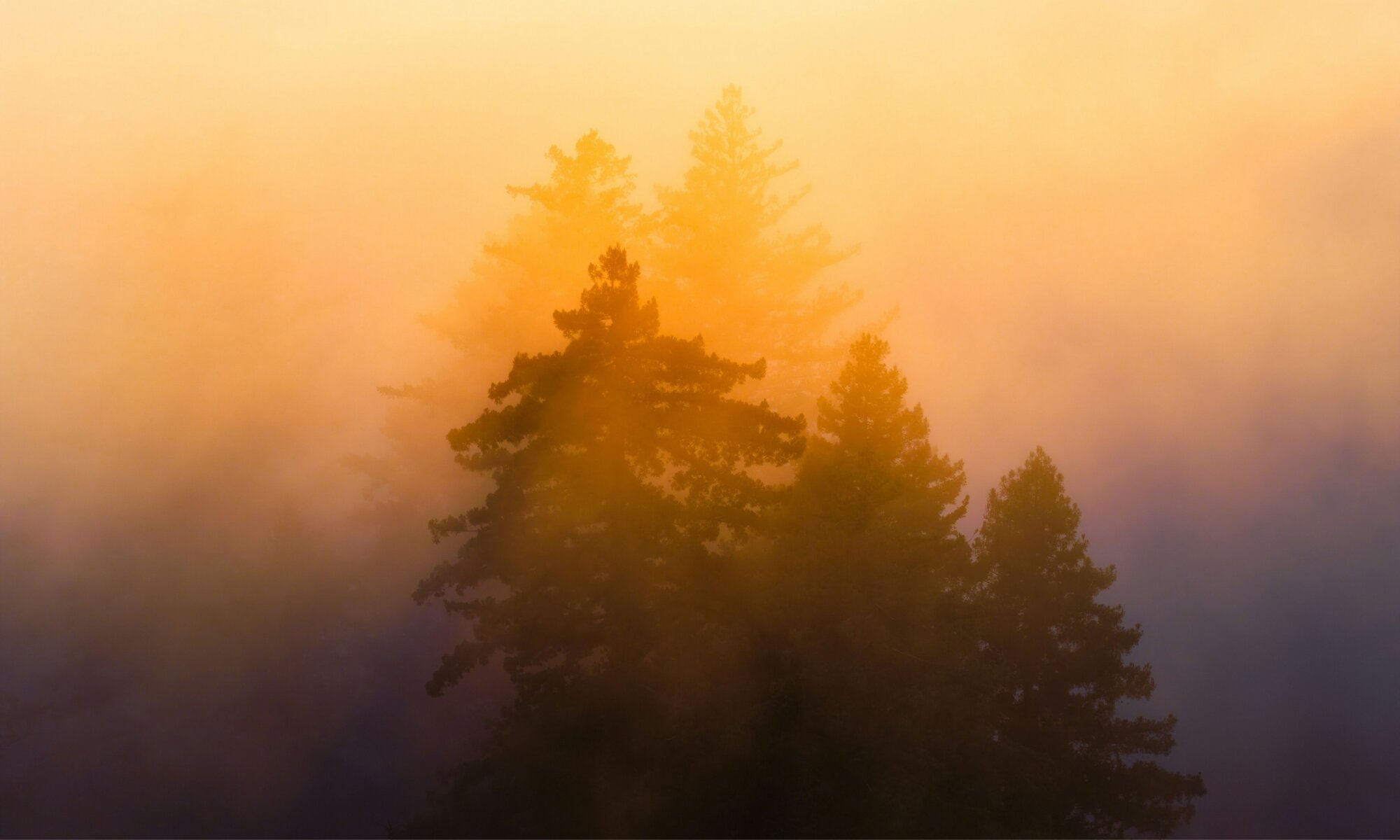 How Would Nature Communicate About the Climate Crisis? - The Biomimicry ...